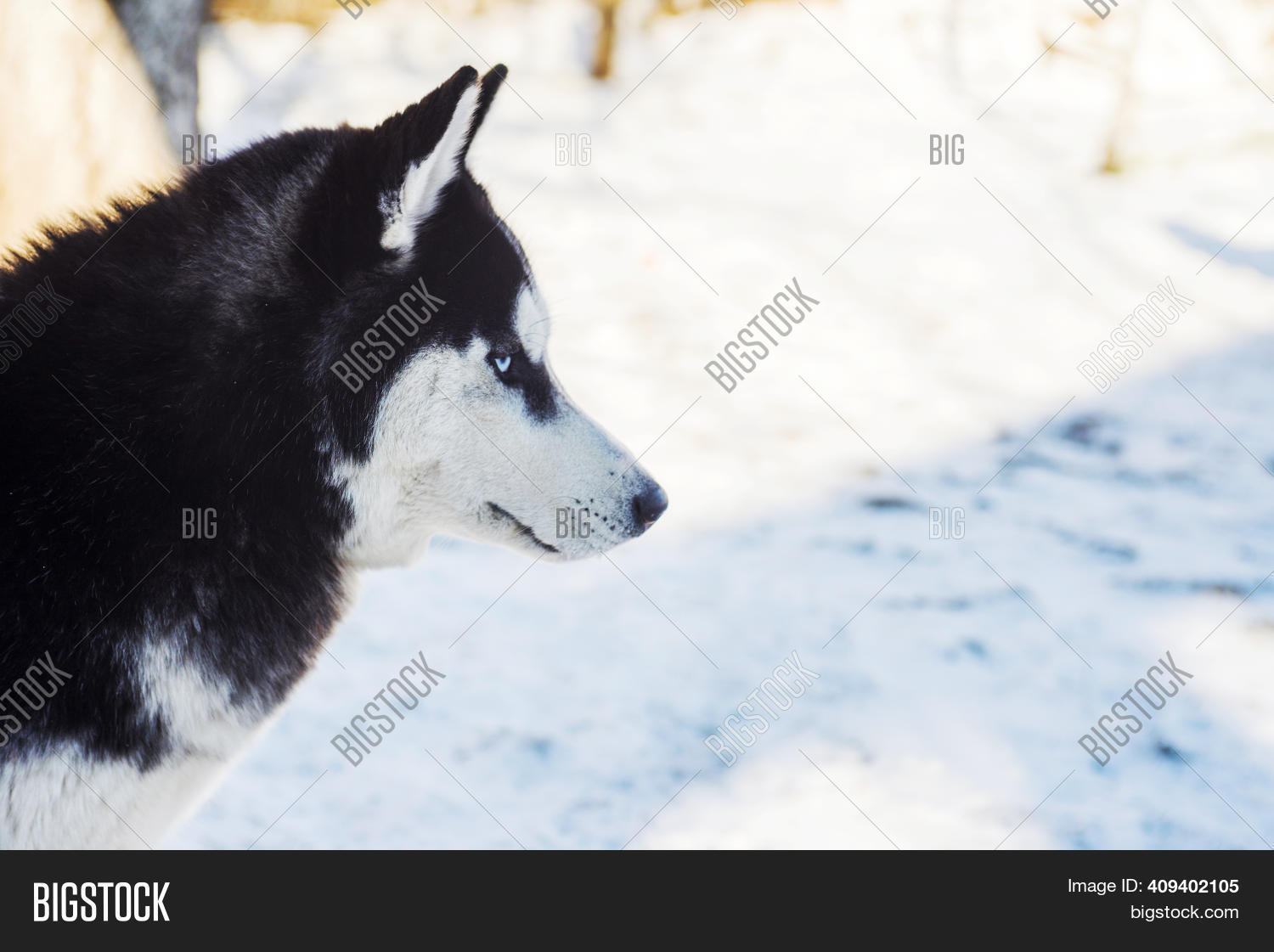 Muzzle Siberian Husky Image & Photo (Free Trial) | Bigstock