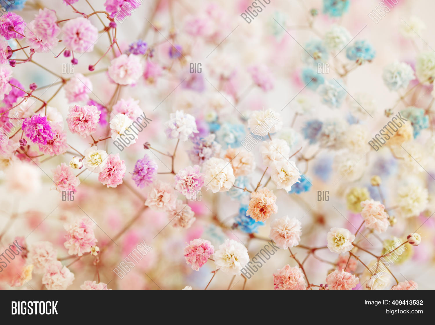Beautiful Branch Image & Photo (Free Trial) | Bigstock