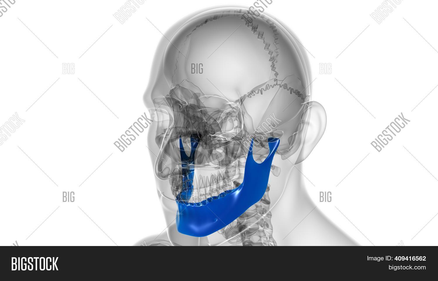Human Skeleton Skull Image & Photo (Free Trial) | Bigstock