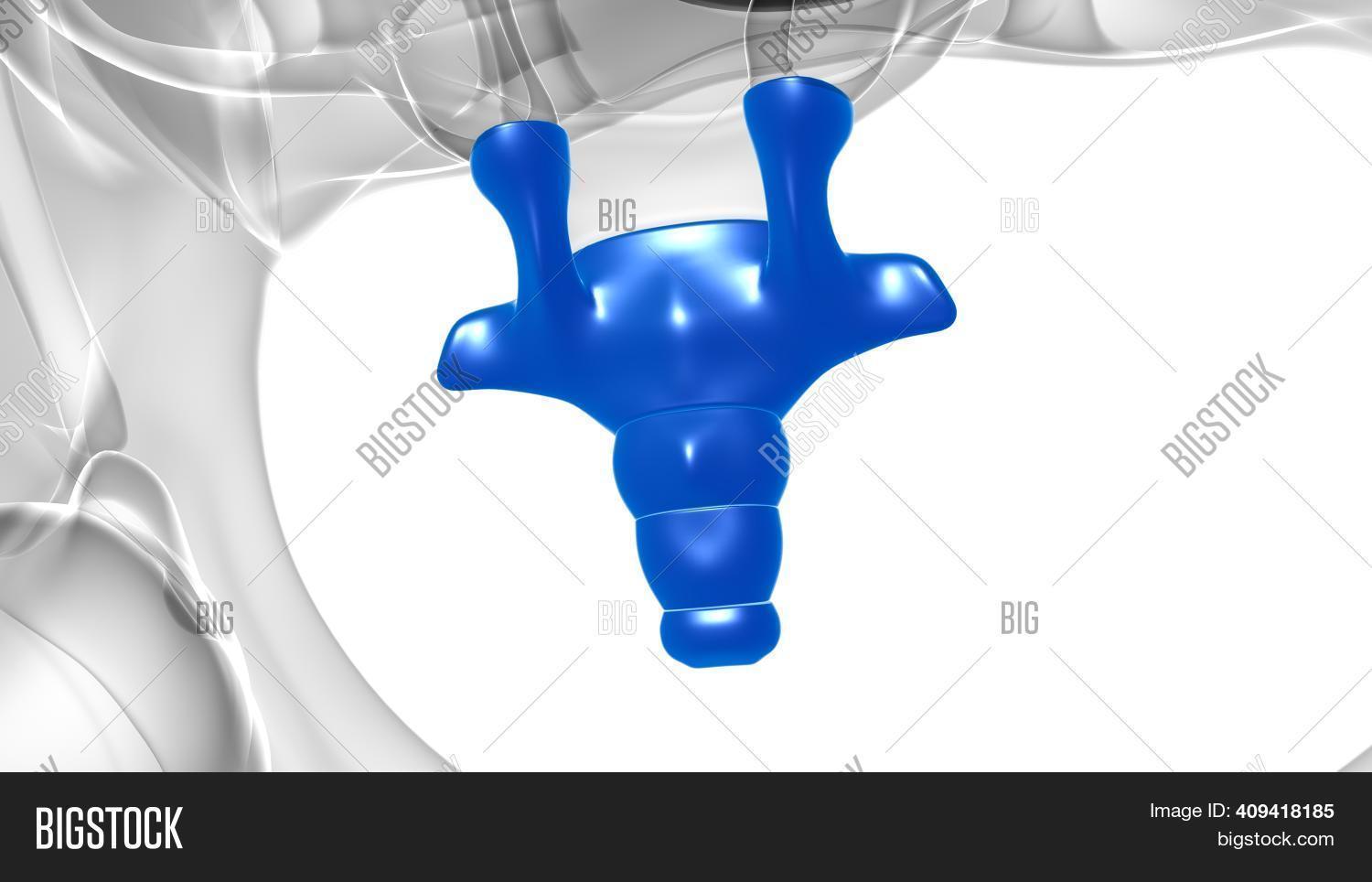 Human Skeleton Image & Photo (Free Trial) | Bigstock