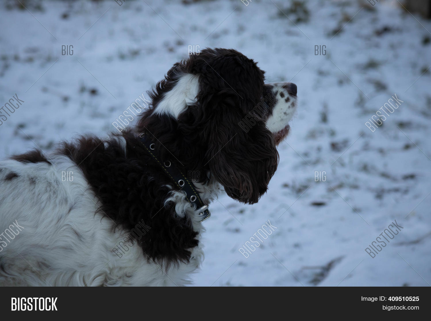 Springer Cocker Image & Photo (Free Trial) | Bigstock