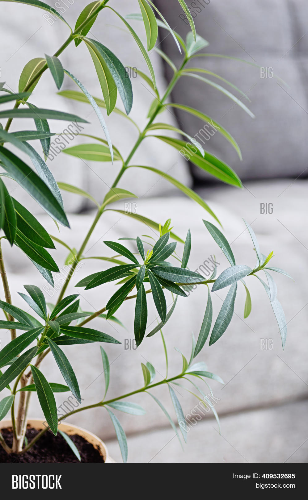 Indoor Plant Nerium Image & Photo (Free Trial) | Bigstock