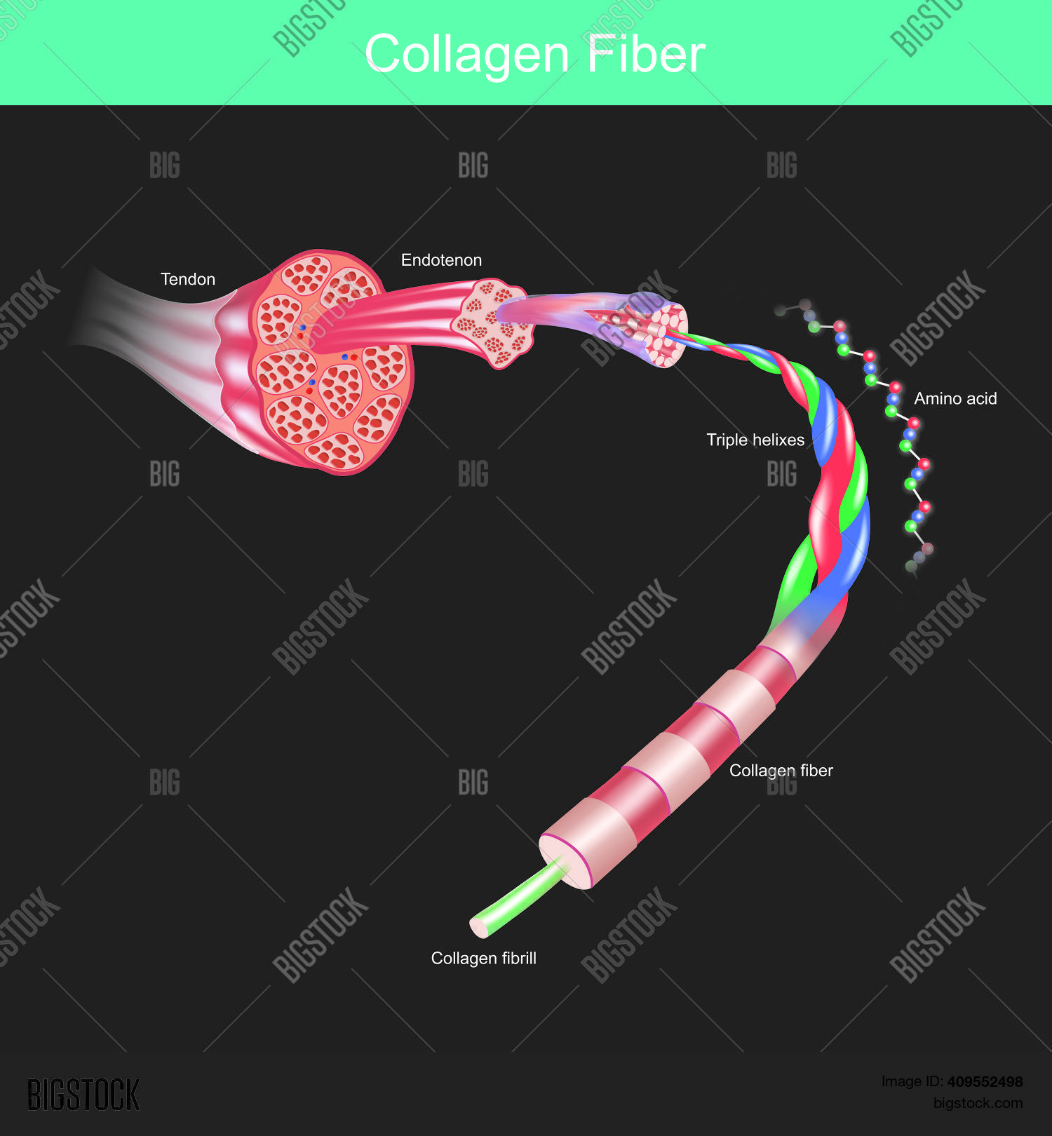 Collagen Fibre. Vector & Photo (Free Trial) | Bigstock
