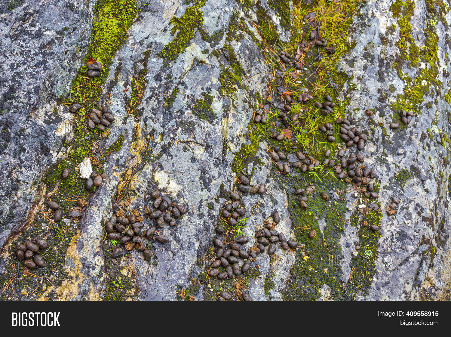 Rabbit Droppings Shit Image & Photo (Free Trial) | Bigstock