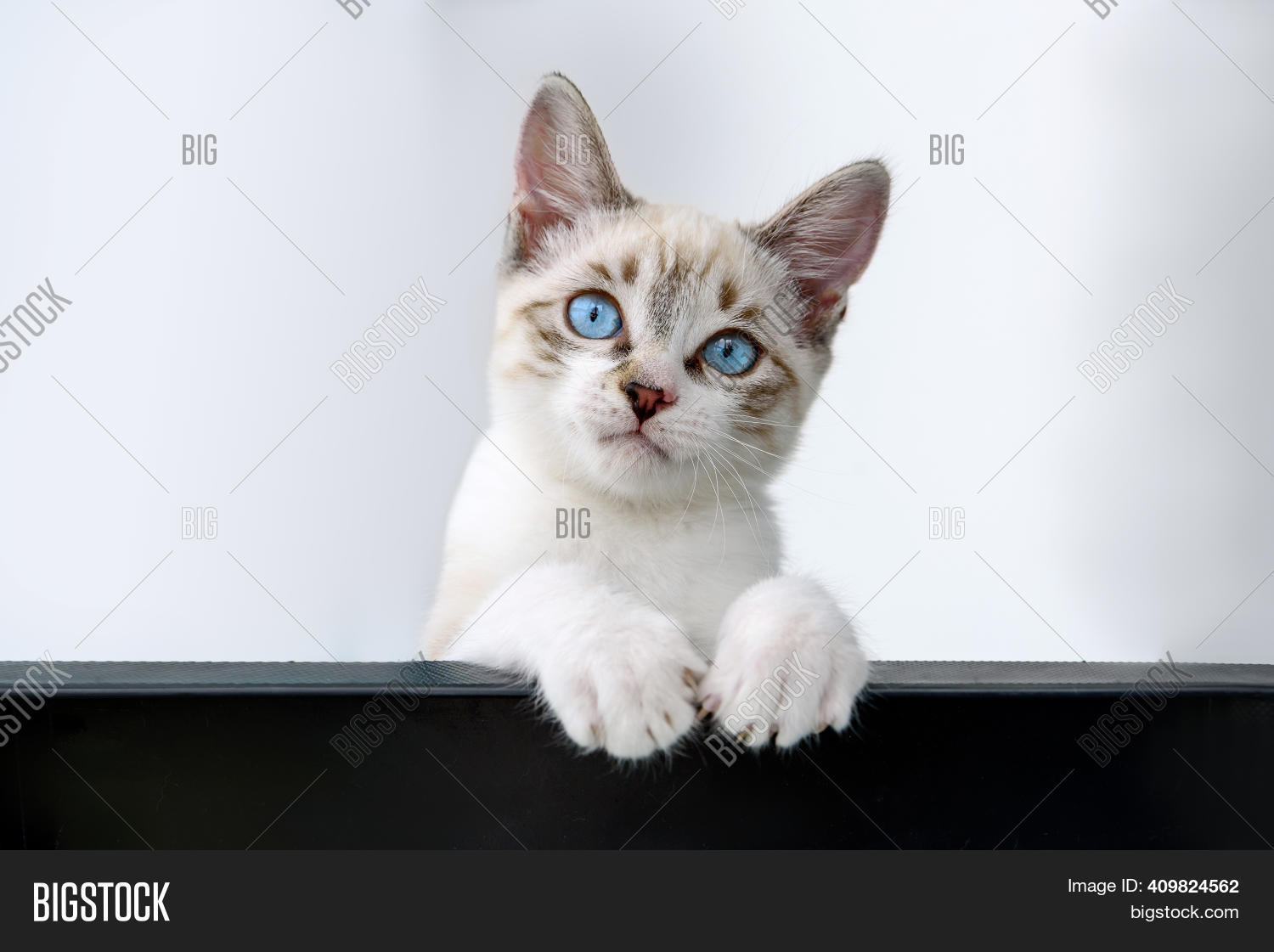 Cat Kitten Hanging Image & Photo (Free Trial) | Bigstock
