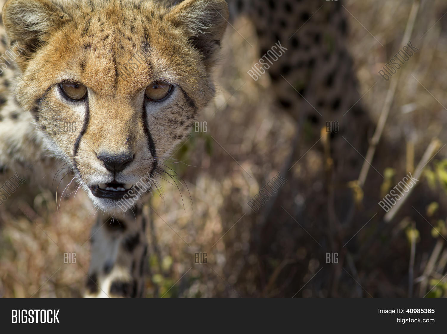 Young Cheetah Long Image & Photo (Free Trial) | Bigstock