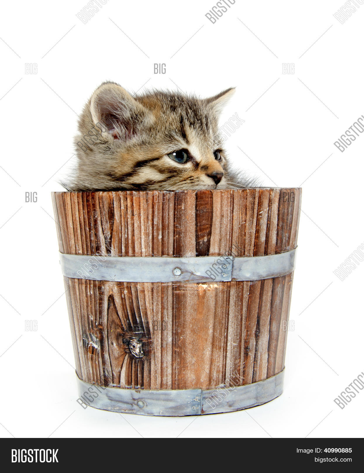 Cute Tabby Kitten Image & Photo (Free Trial) | Bigstock