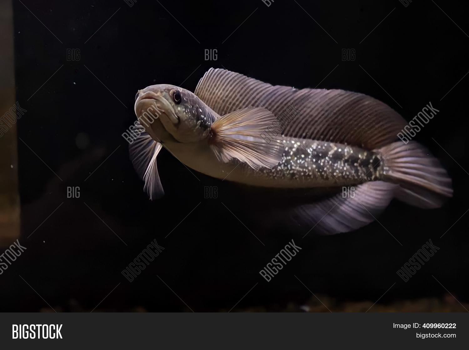 Yellow Channa Sentarum Image & Photo (Free Trial) | Bigstock