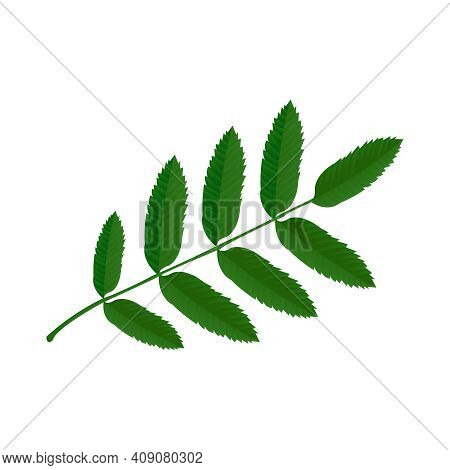 Green Ash Leaf Icon Vector & Photo (Free Trial) | Bigstock