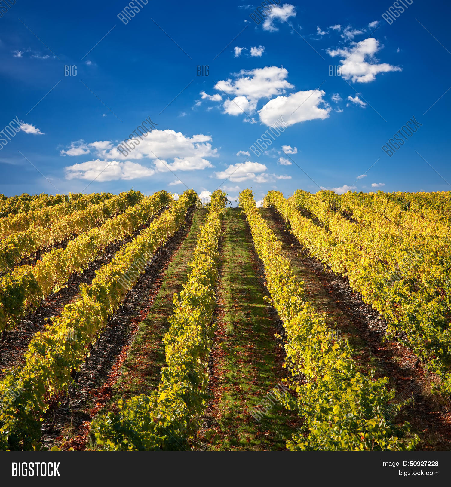 Port Wine Vineyards Image & Photo (Free Trial) | Bigstock