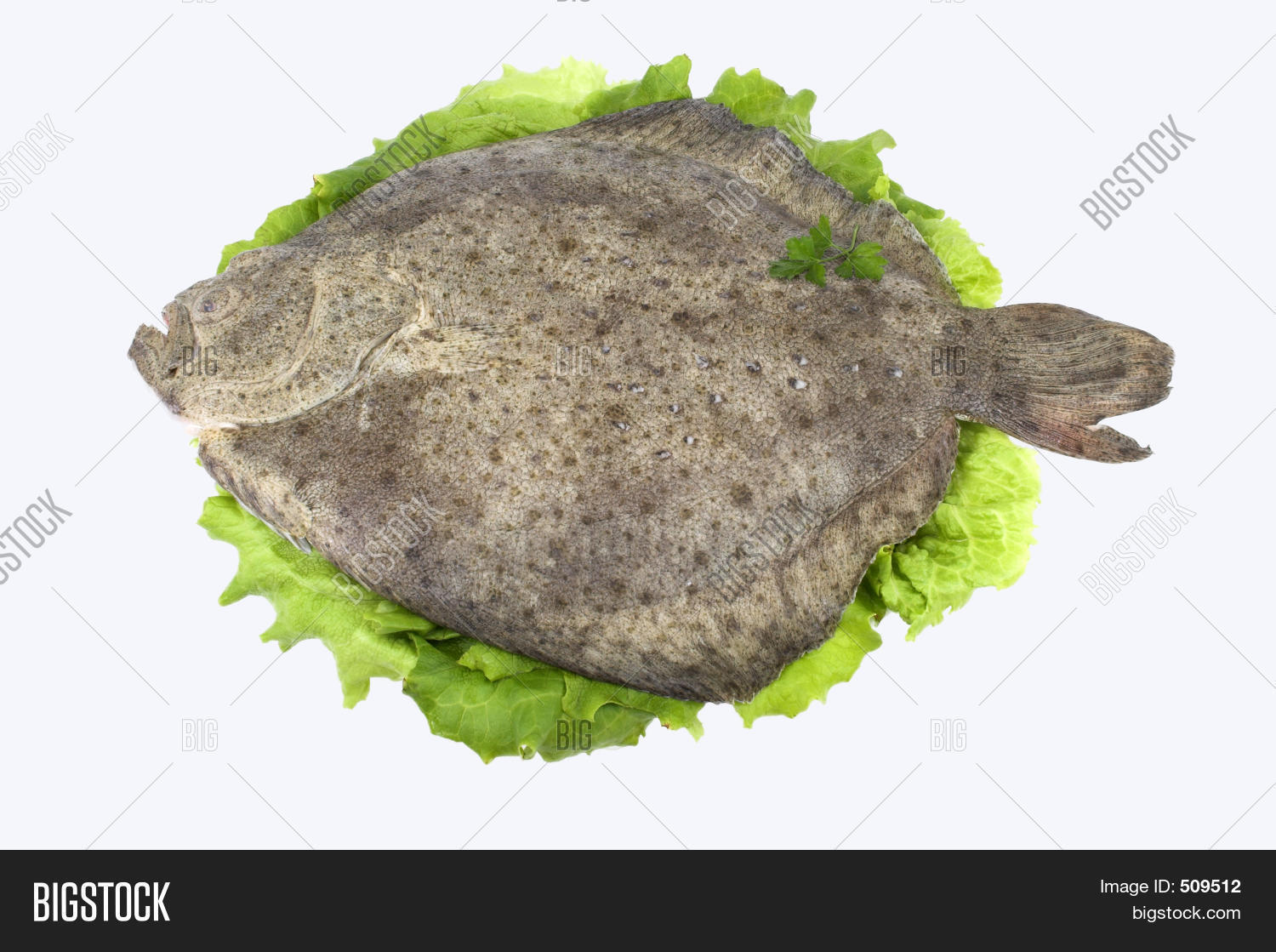 Turbot ( Fish ) Image & Photo (Free Trial) | Bigstock