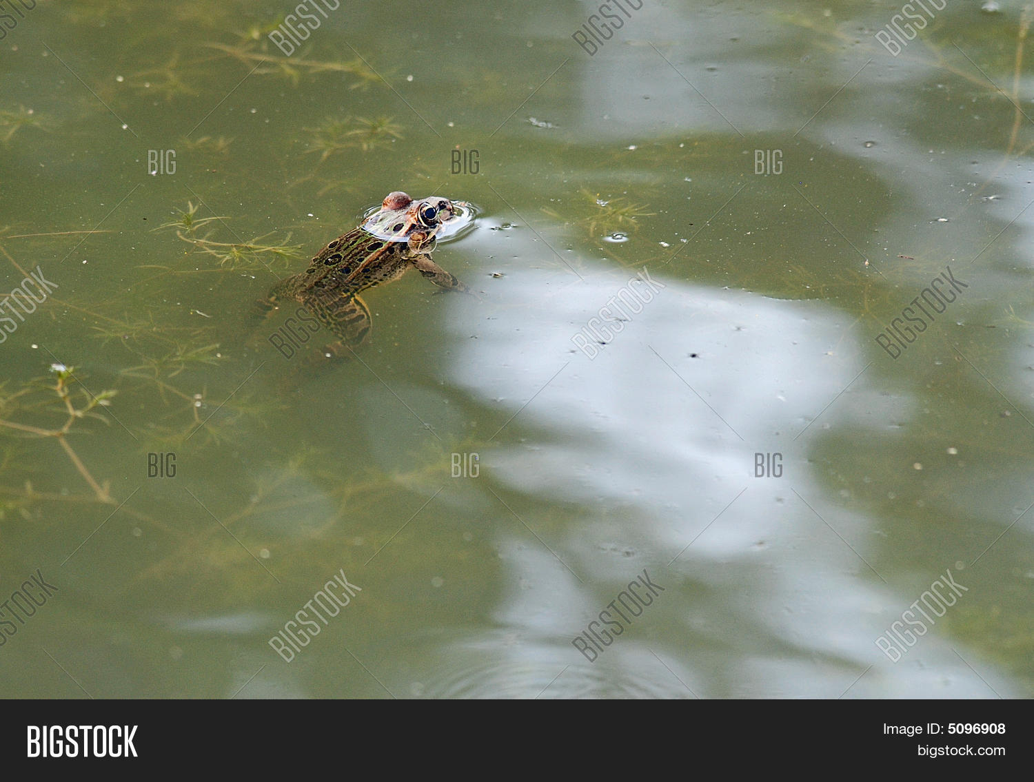 Tiger Frog ( Image & Photo (Free Trial) | Bigstock