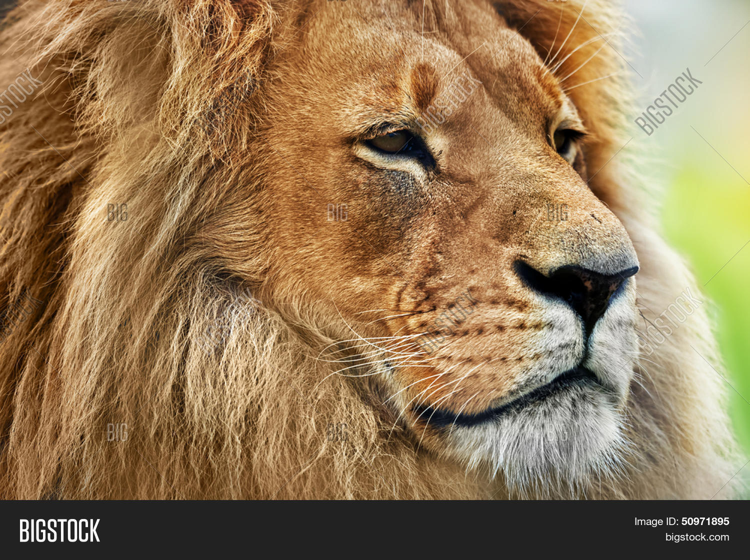 Lion Portrait On Image & Photo (Free Trial) | Bigstock