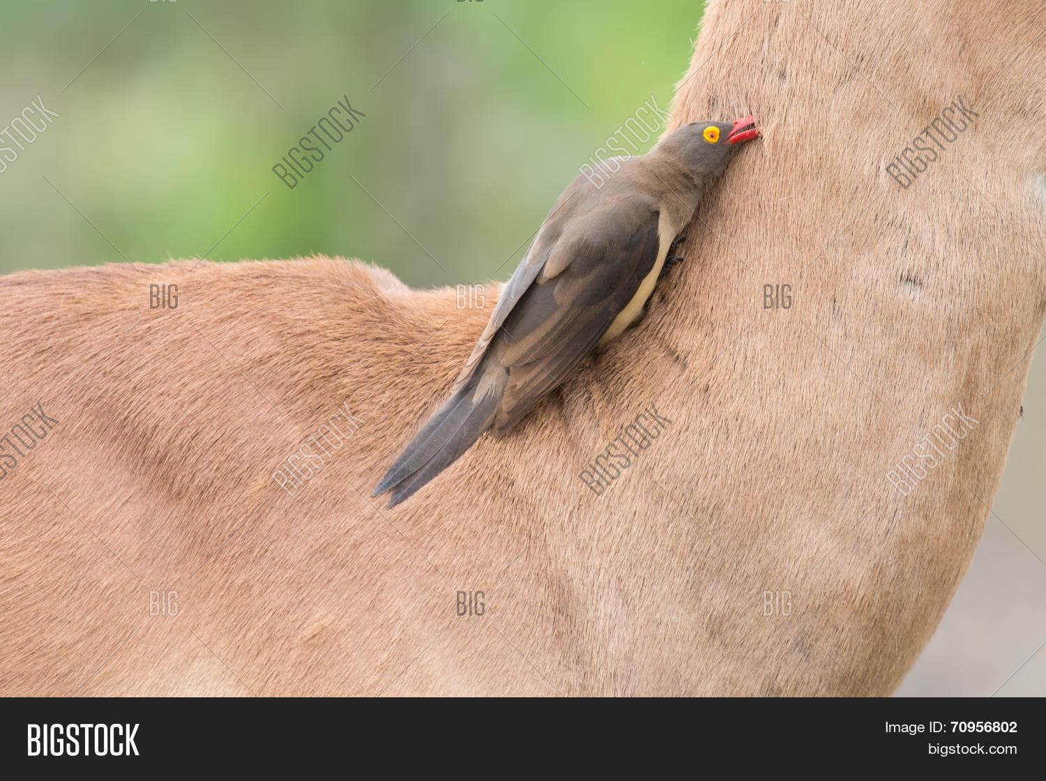 Red Billed Oxpecker Image & Photo (Free Trial) | Bigstock