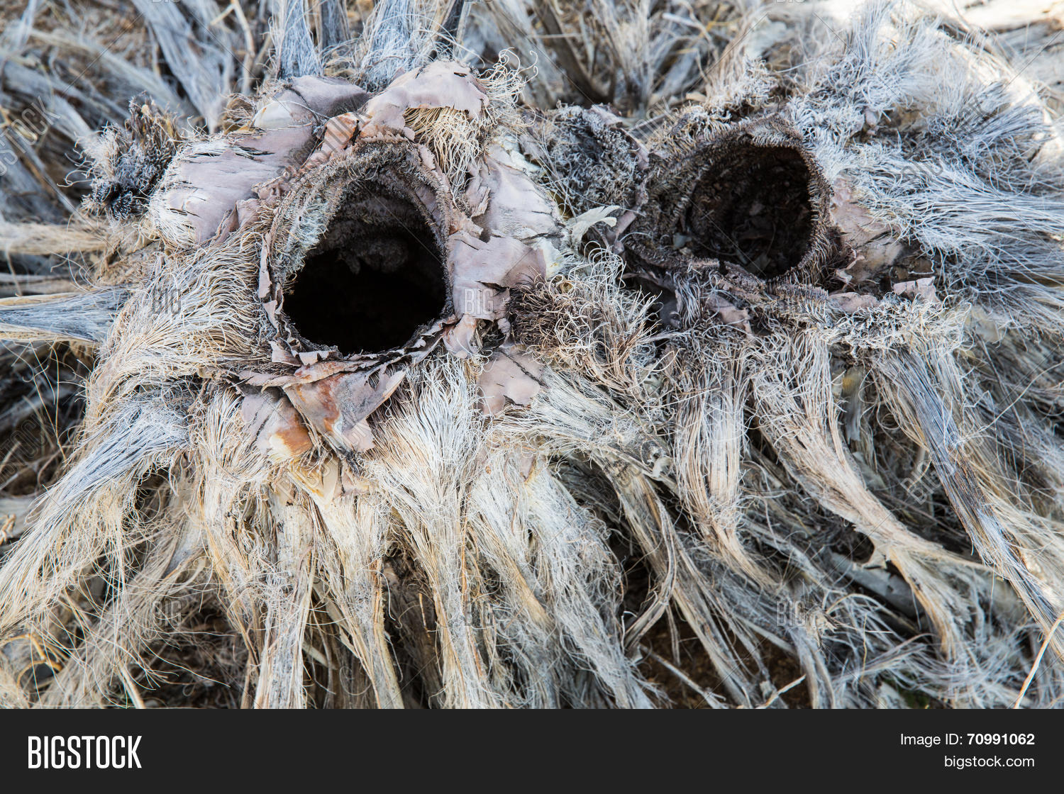 Dead Yucca Image & Photo (Free Trial) | Bigstock