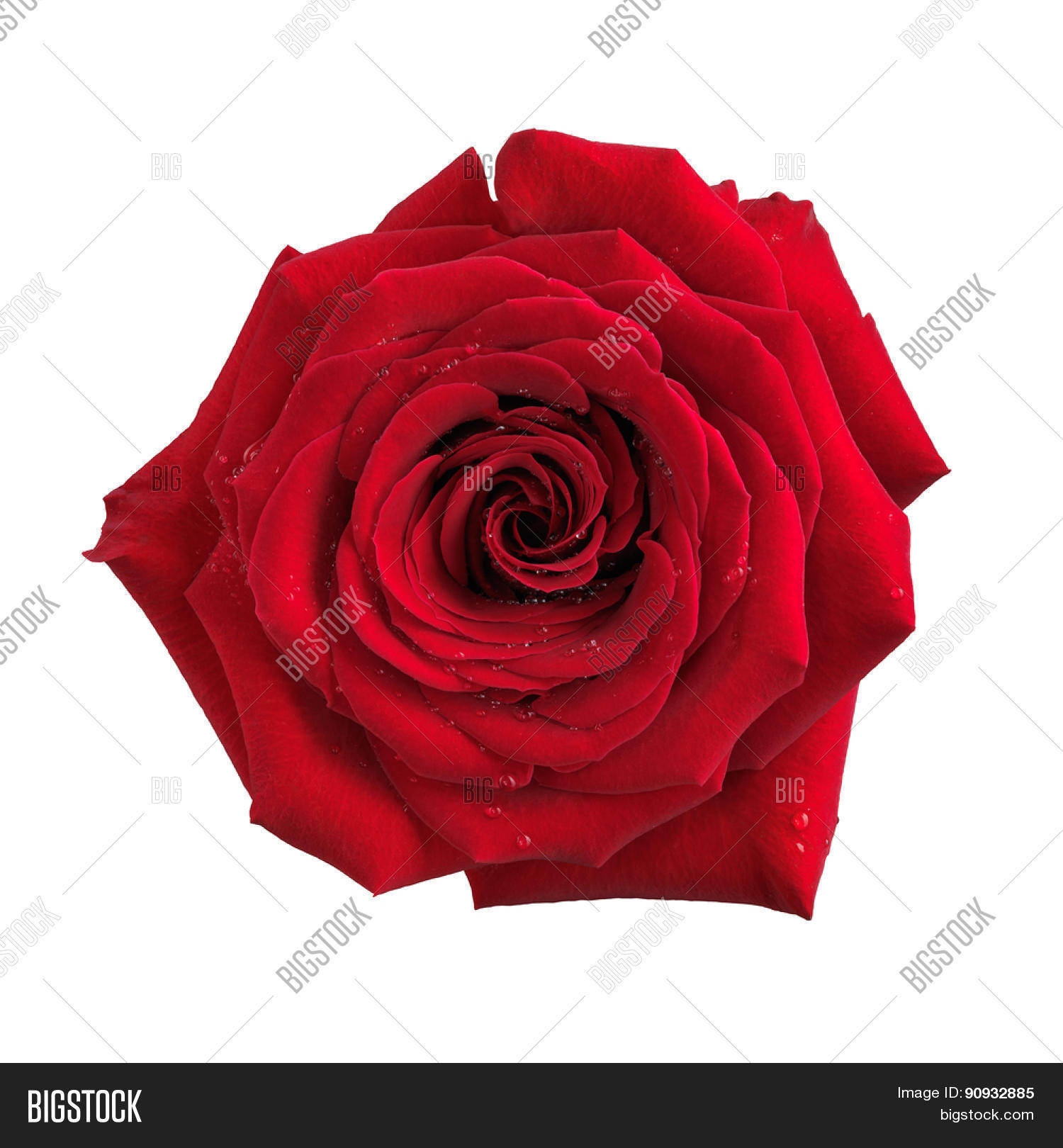Big Red Rose Single Image & Photo (Free Trial) | Bigstock