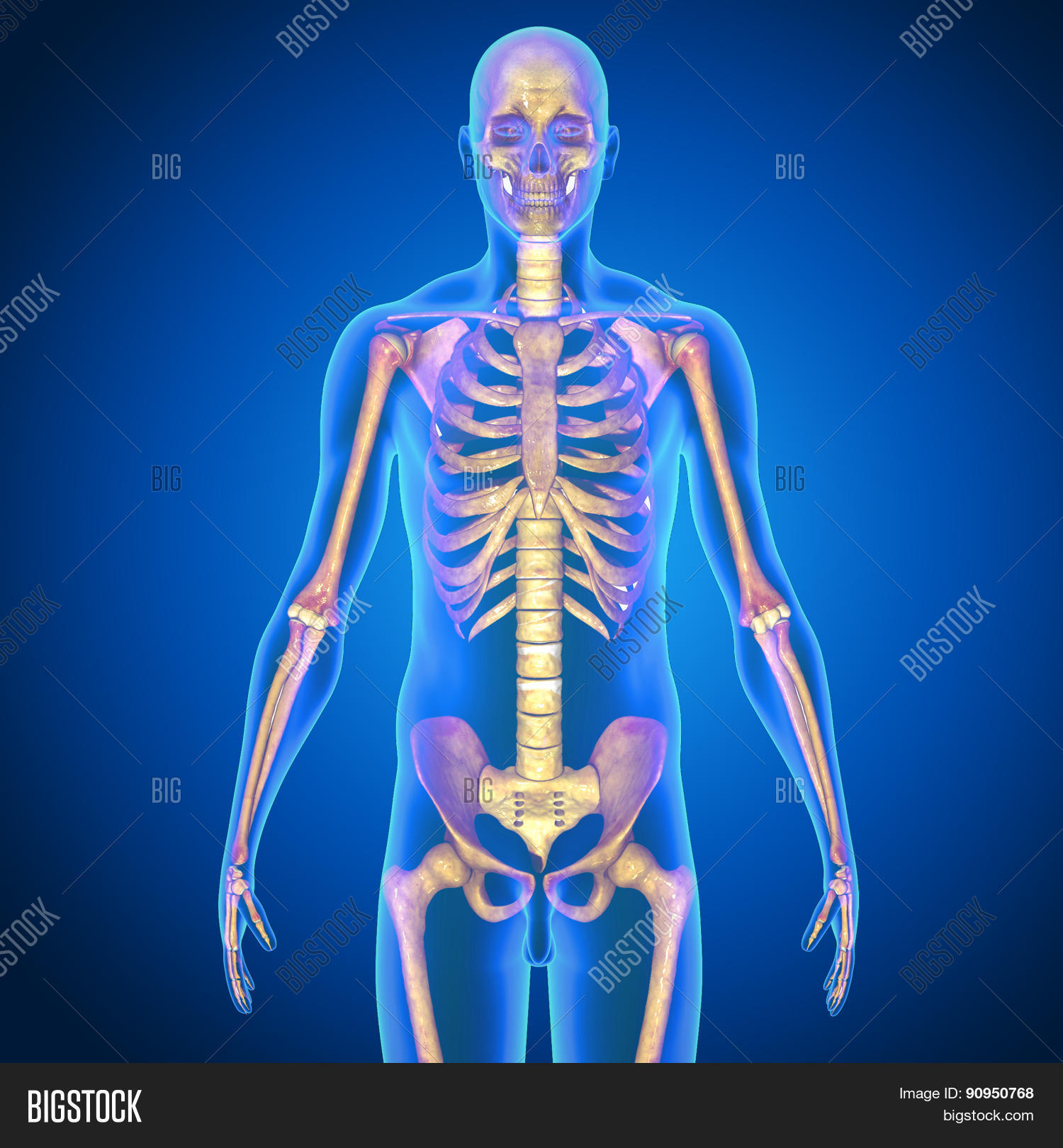 Human Body Entire Image & Photo (Free Trial) | Bigstock