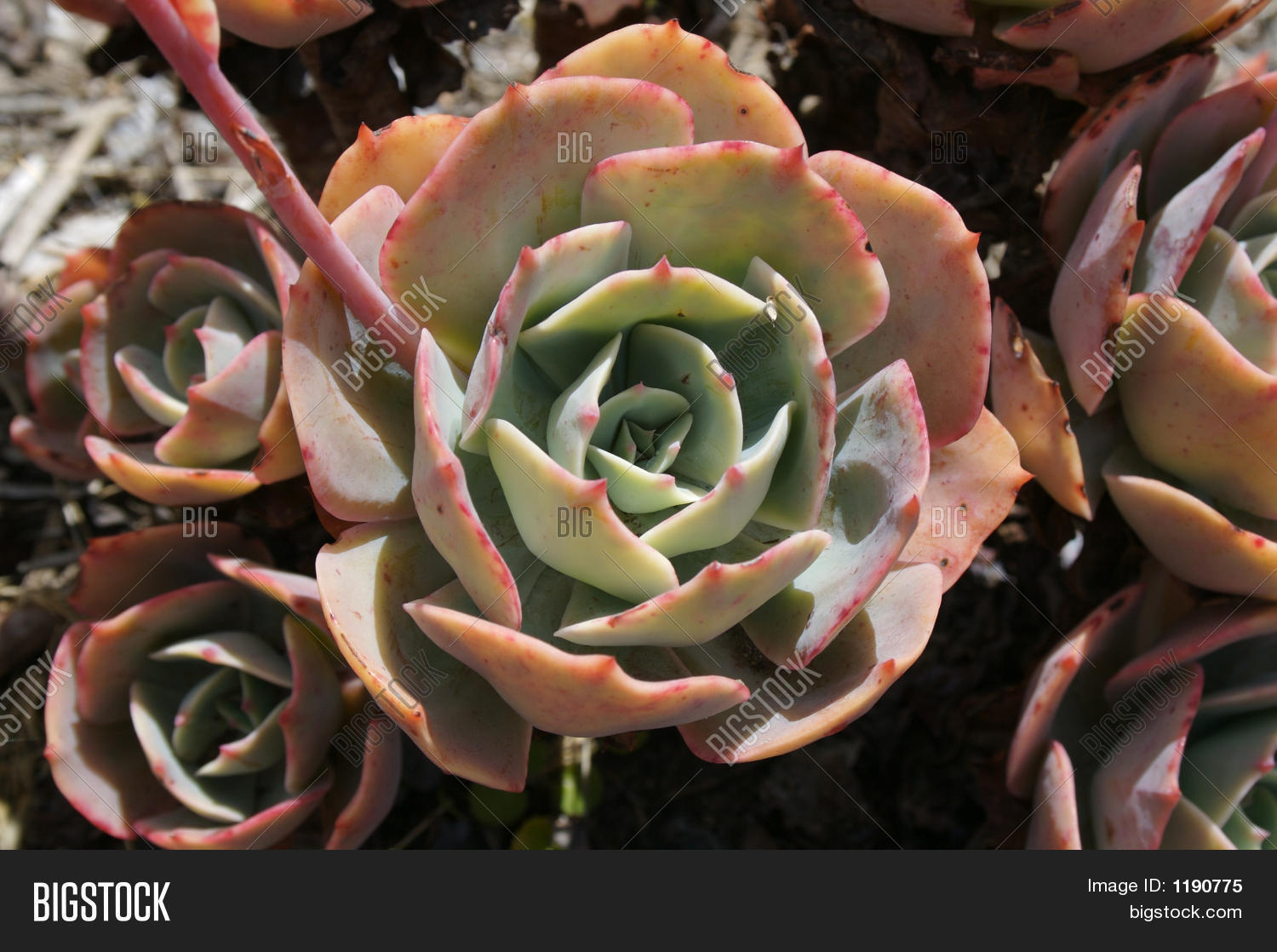 Succulent Rose Image & Photo (Free Trial) | Bigstock