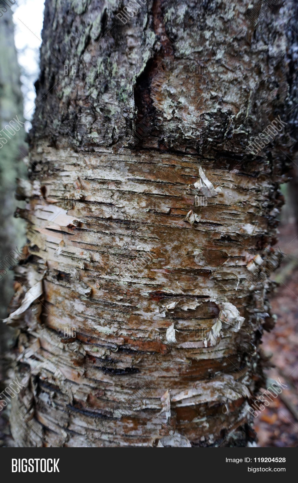 Exfoliating White Image & Photo (Free Trial) | Bigstock