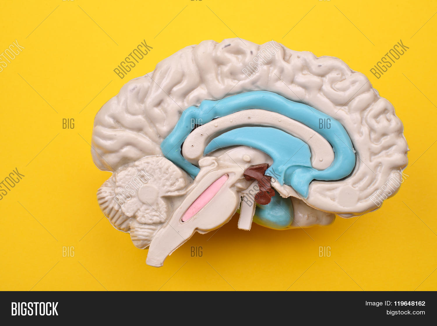 3D Human Brain Model Image & Photo (Free Trial) | Bigstock