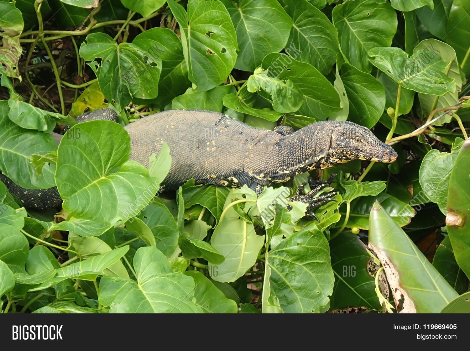 Asian Water Monitor Image & Photo (Free Trial) | Bigstock