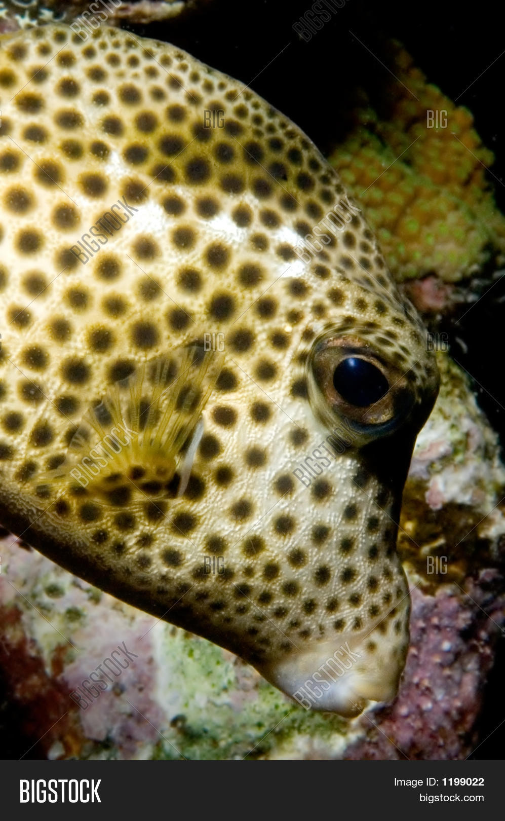 Caribbean Pufferfish Image & Photo (Free Trial) | Bigstock