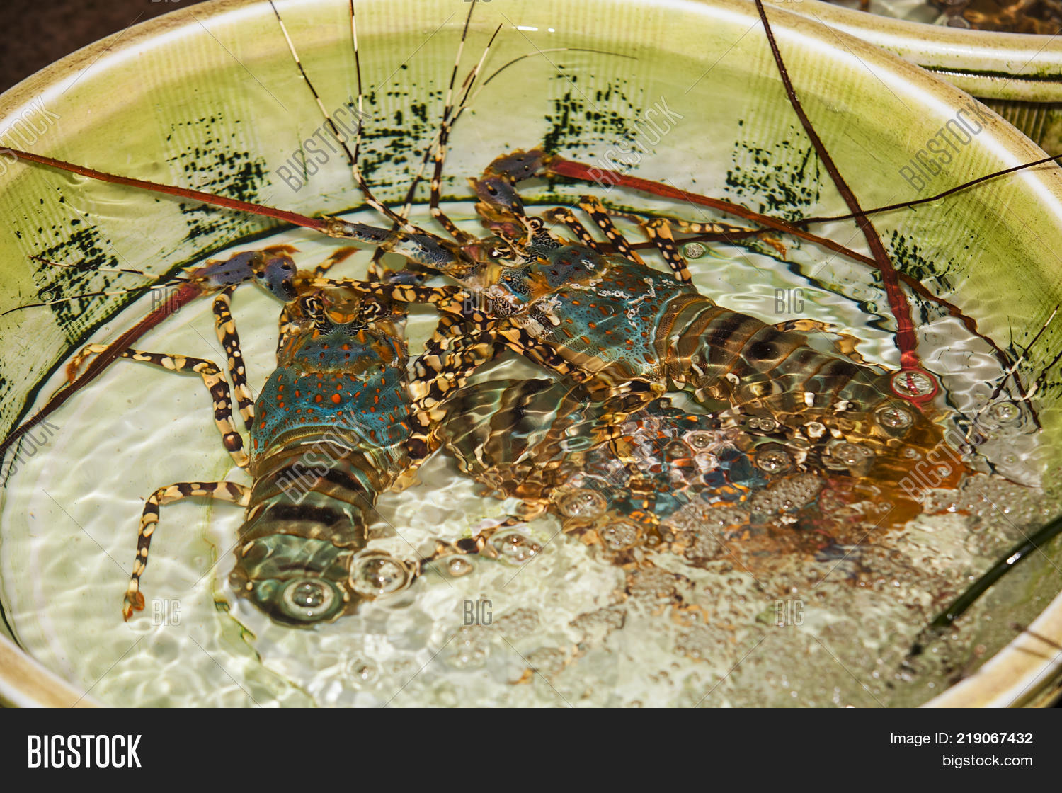 Fresh Water Lobster Image & Photo (Free Trial) | Bigstock