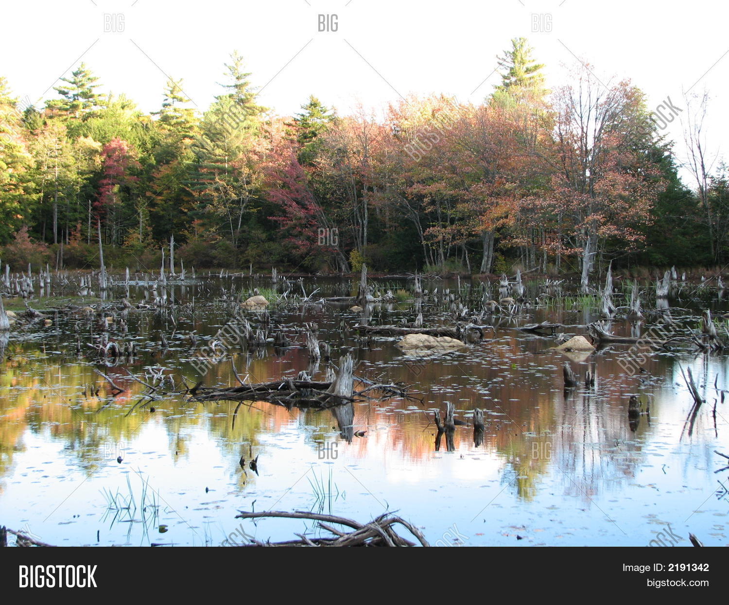 Fall Swamp Scene Image & Photo (Free Trial) | Bigstock
