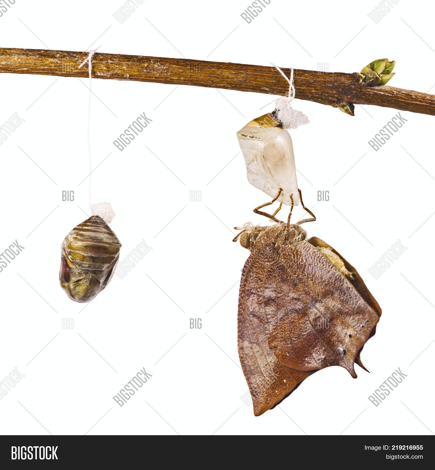 Autumn Leaf Butterfly Image & Photo (Free Trial) | Bigstock