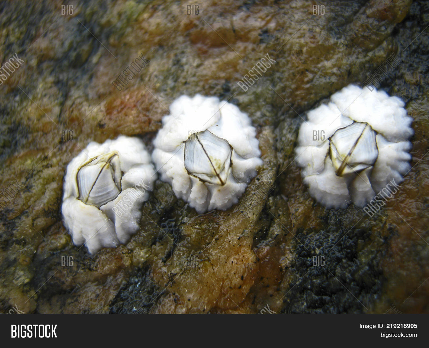 Shells Balanus Balanus Image & Photo (Free Trial) | Bigstock