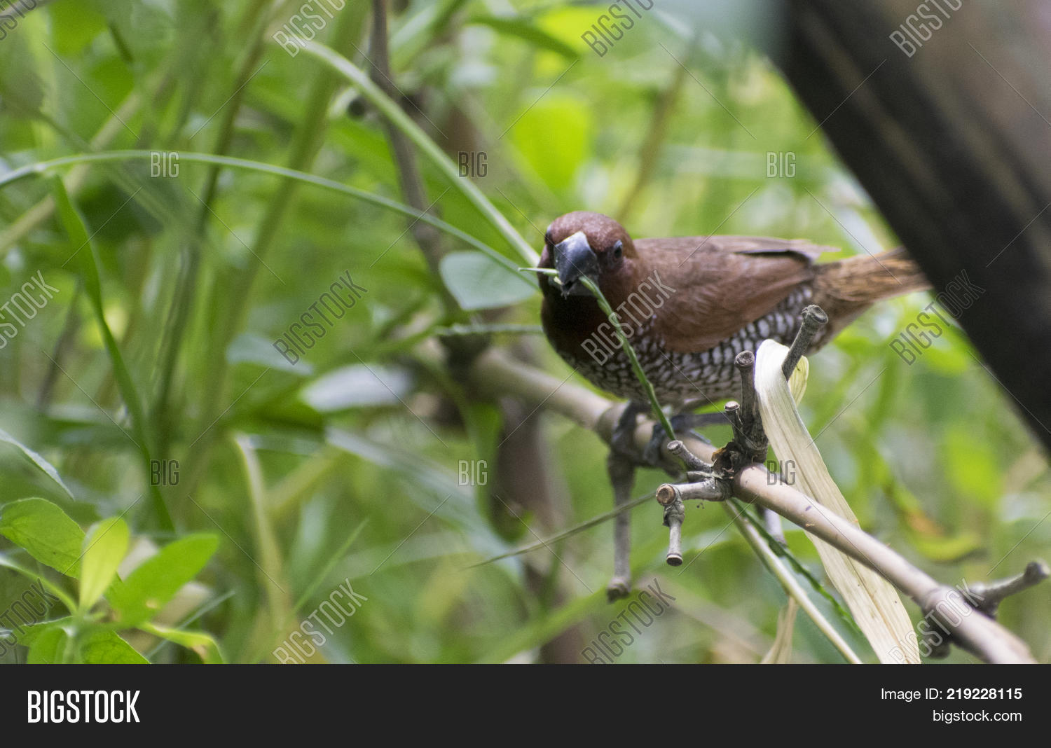 Spice Finch Brown Image & Photo (Free Trial) | Bigstock