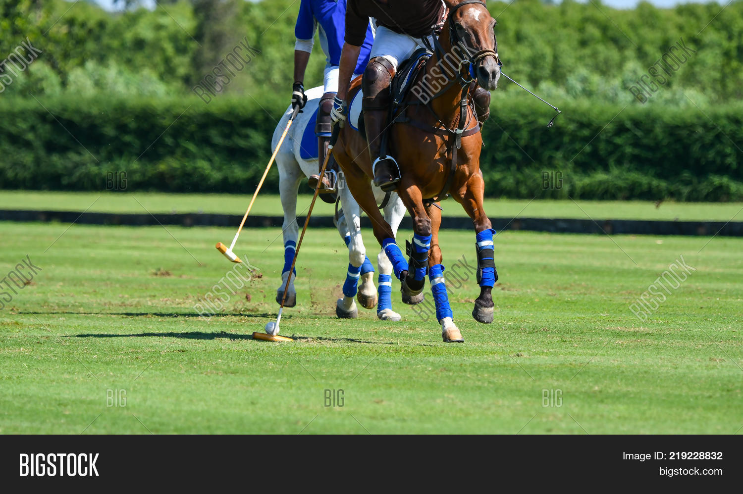 Polo Player Hit Polo Image & Photo (Free Trial) | Bigstock