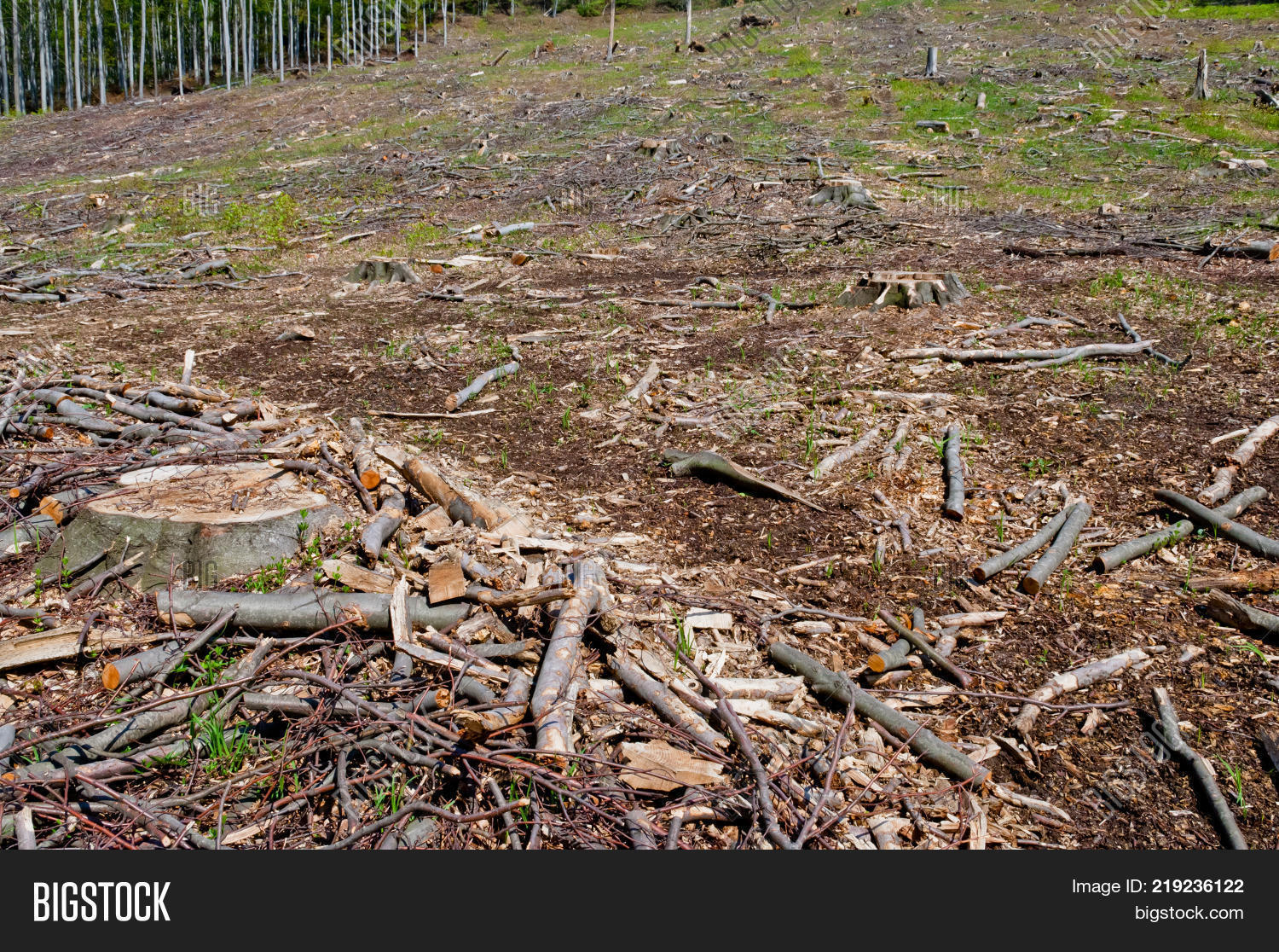 Clearcutting Image & Photo (Free Trial) | Bigstock