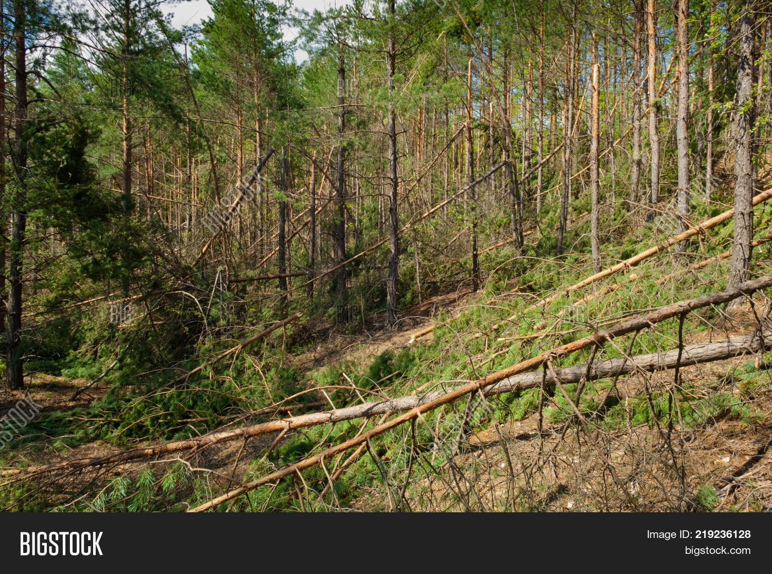 Pine Forest Destructed Image & Photo (Free Trial) | Bigstock