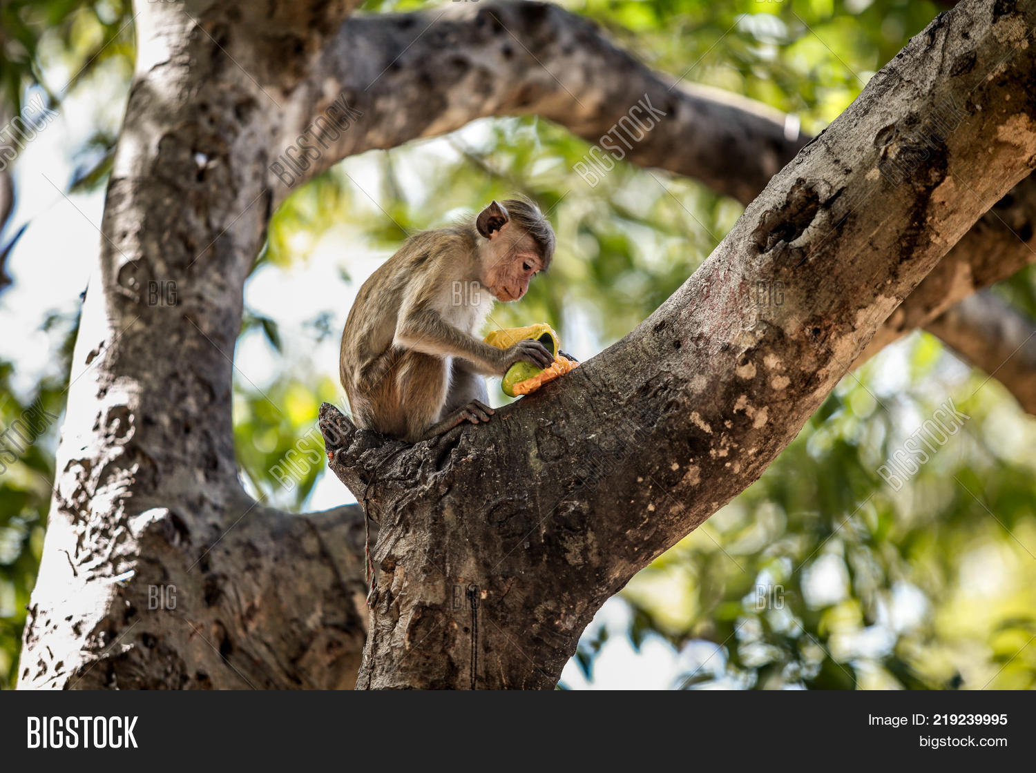 Monkey Eating Fruit