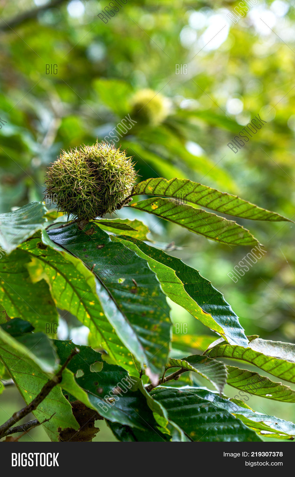 Chestnut Tree Heritage Image & Photo (Free Trial) | Bigstock