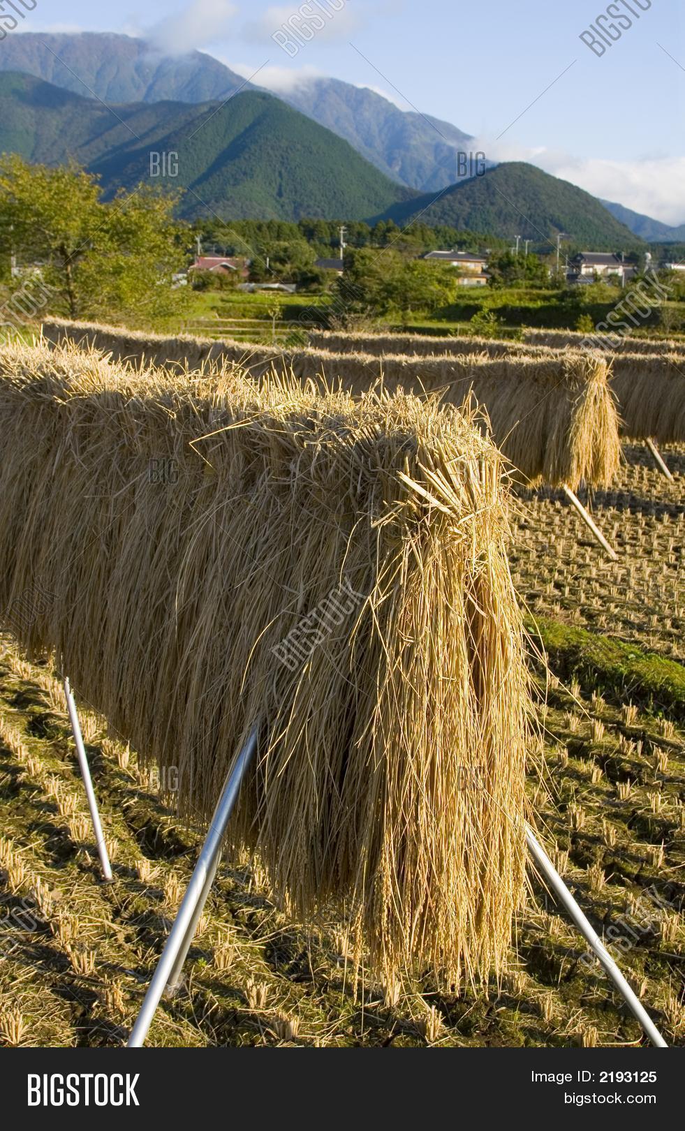 Rice Stalks Image & Photo (Free Trial) | Bigstock