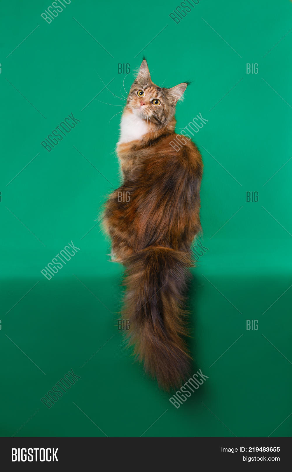 Brown Classic Torbie Image & Photo (Free Trial) | Bigstock