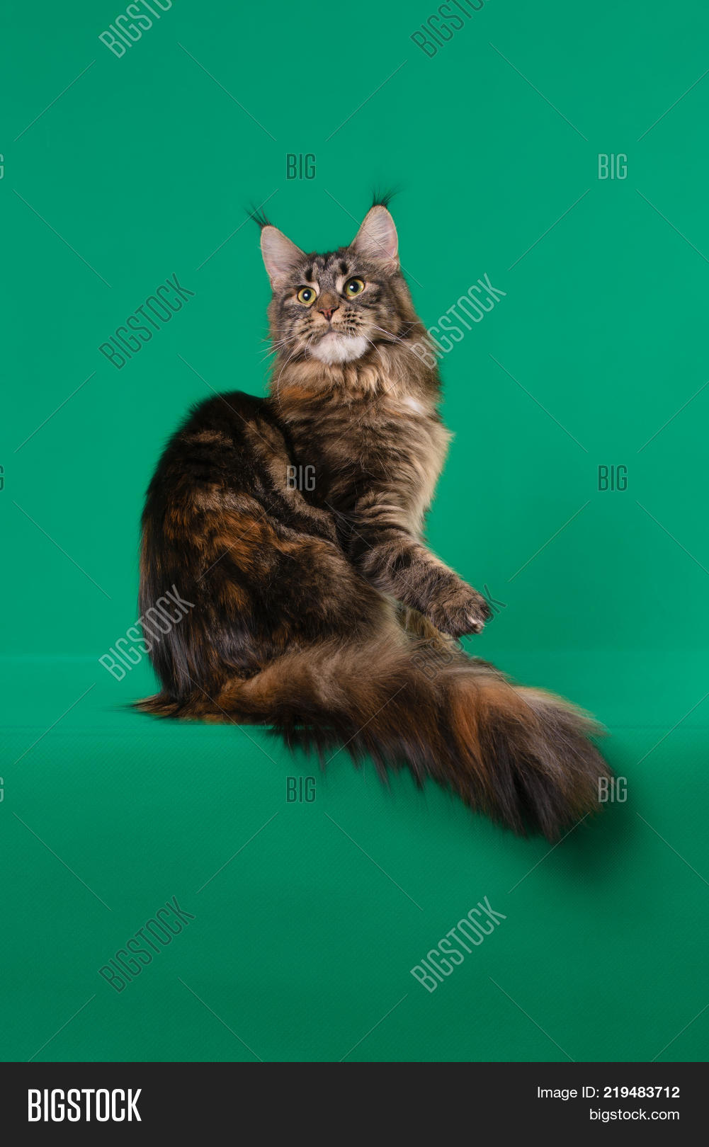 Brown Classic Torbie Image & Photo (Free Trial) | Bigstock
