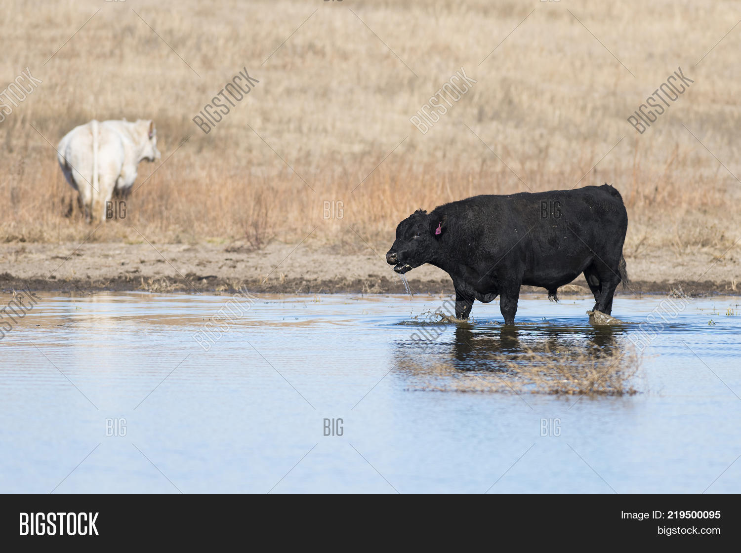 Black Angus Bull Pond Image & Photo (Free Trial) | Bigstock