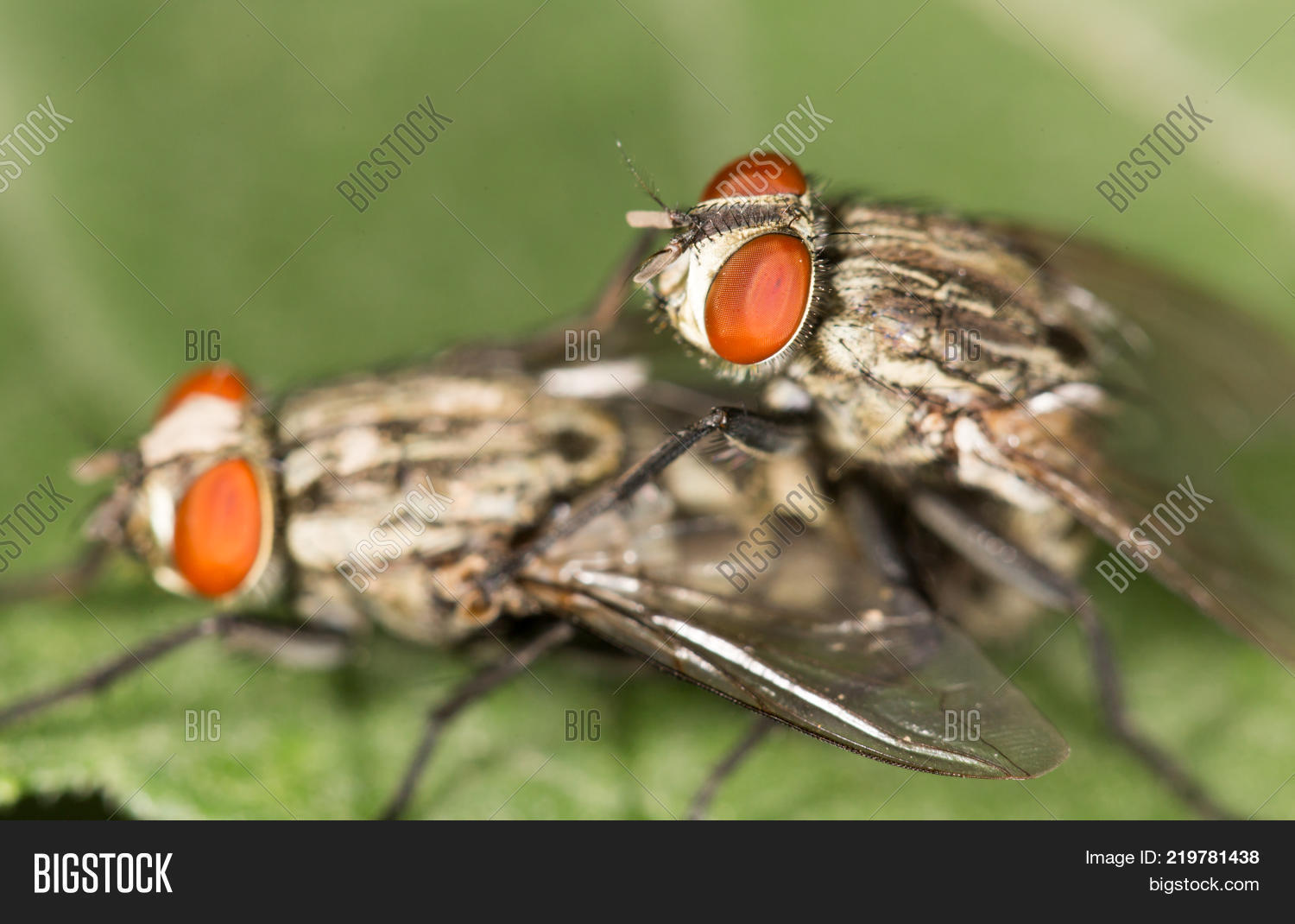 Fly Make Love. Close Image & Photo (Free Trial) | Bigstock
