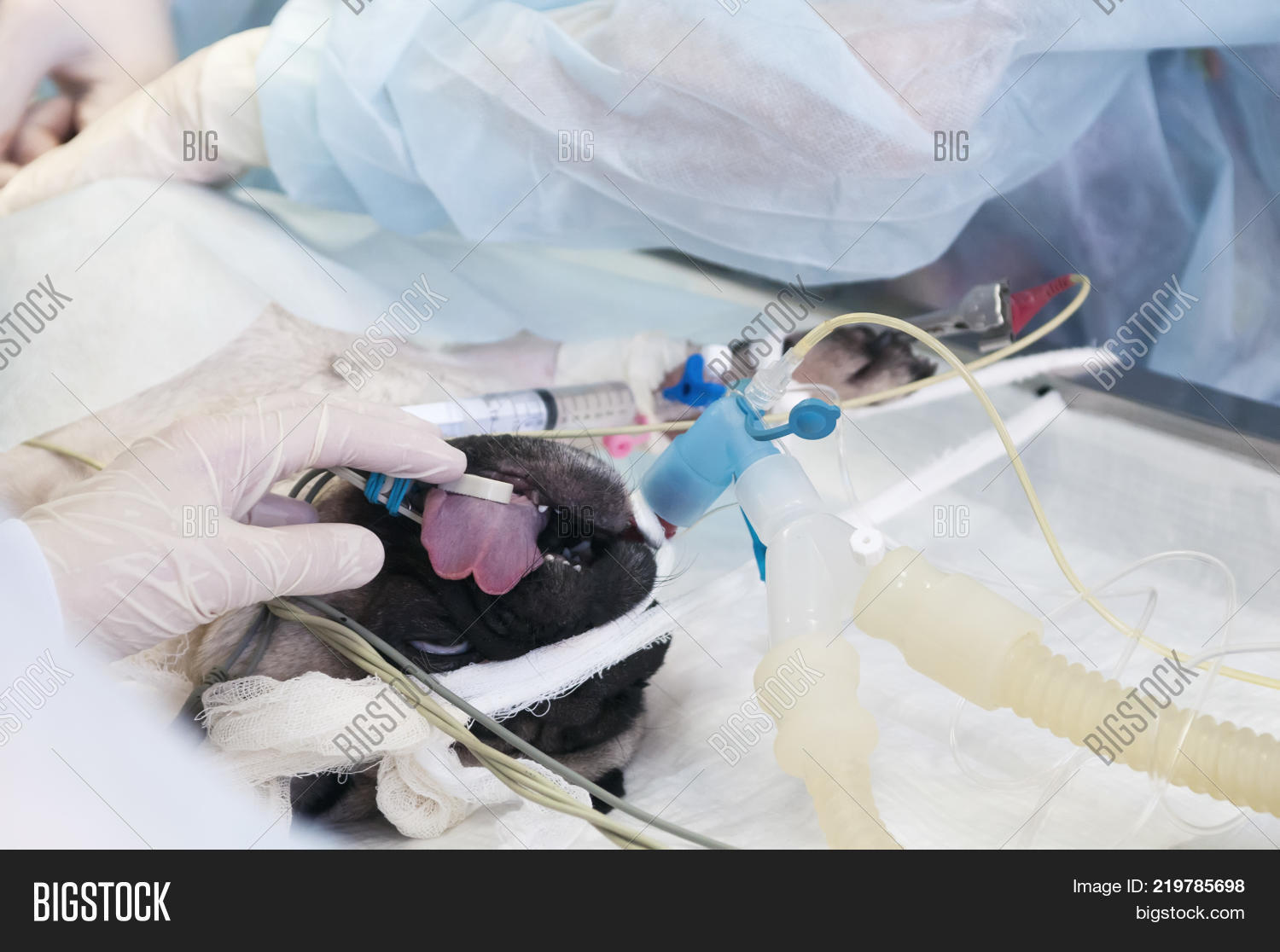 Veterinary Doctors Image & Photo (Free Trial) | Bigstock