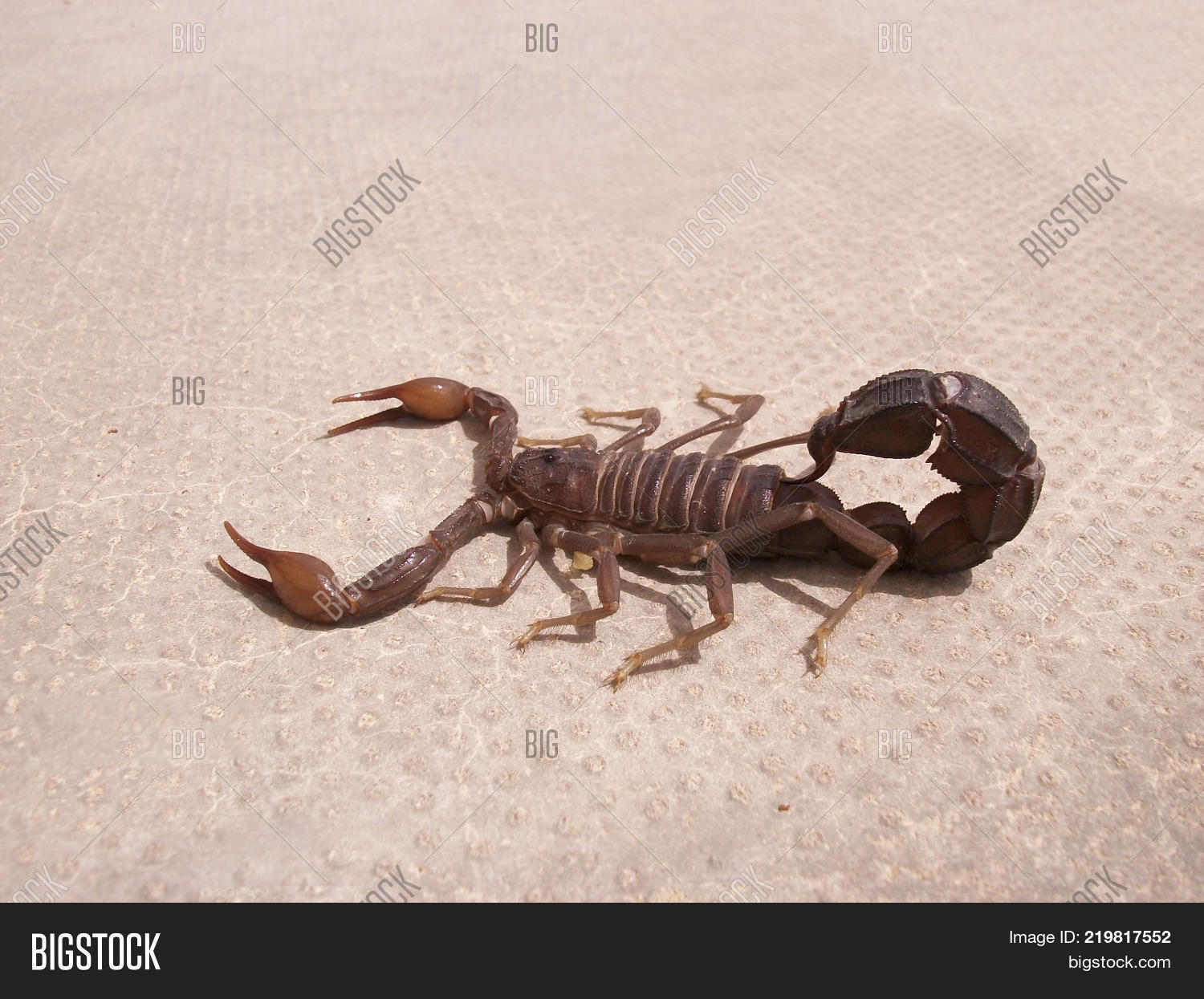 Scorpion. Poisonous Image & Photo (Free Trial) | Bigstock
