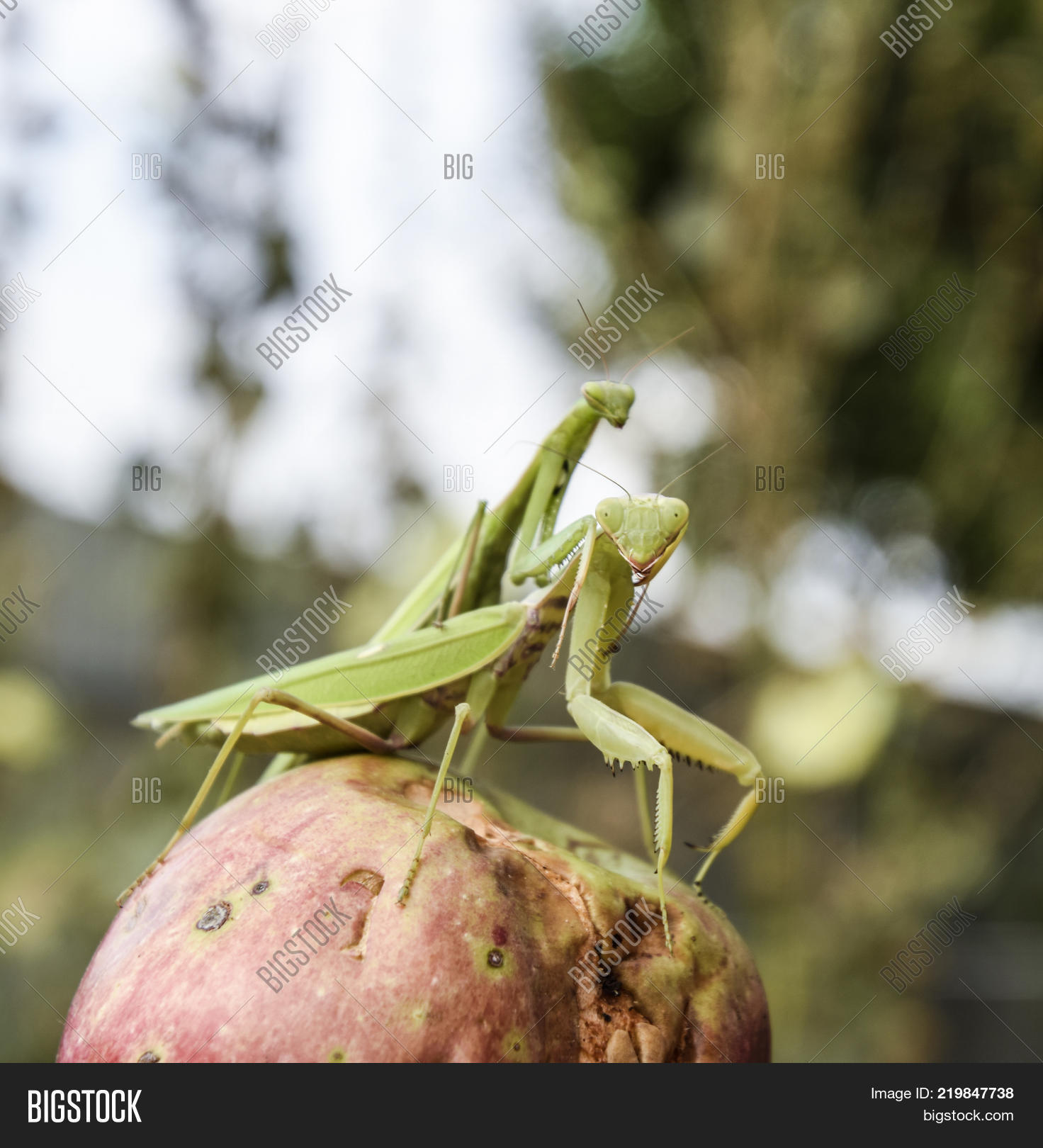 Mantis On Red Image & Photo (Free Trial) | Bigstock