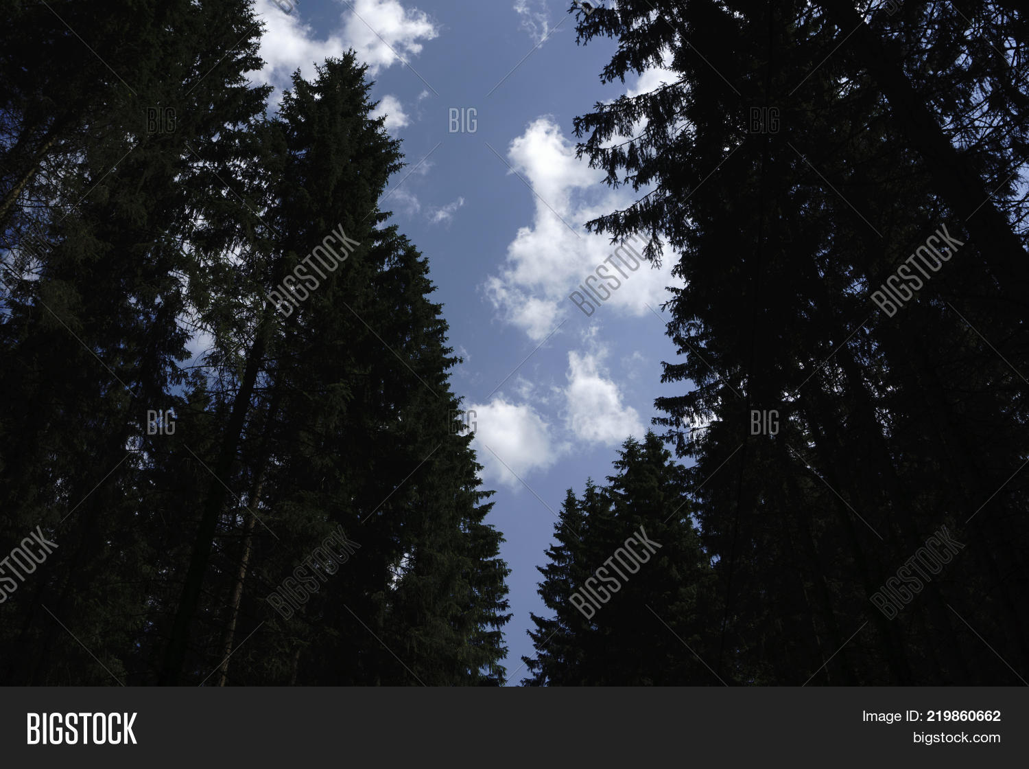 High Crowns Trees Image & Photo (Free Trial) | Bigstock
