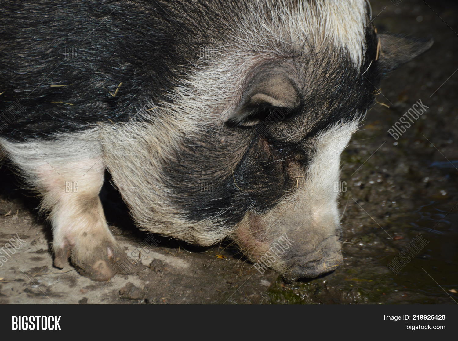 Pig Face Profile