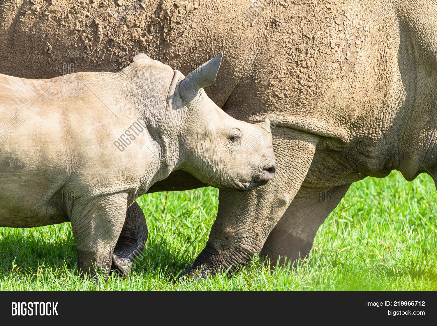 Rhino Calf Wildlife Image & Photo (Free Trial) | Bigstock