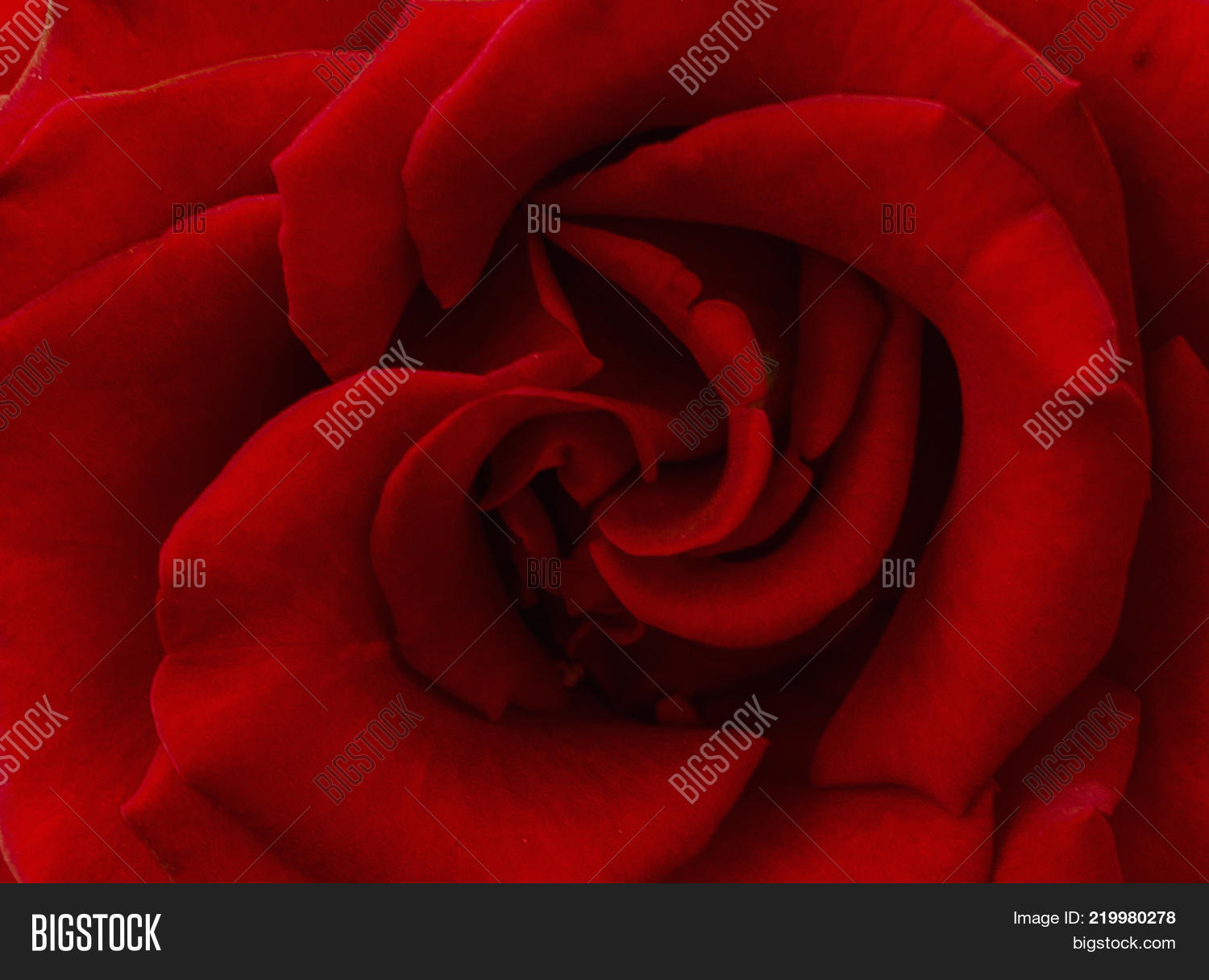 Abstract Red Rose. Image & Photo (Free Trial) | Bigstock