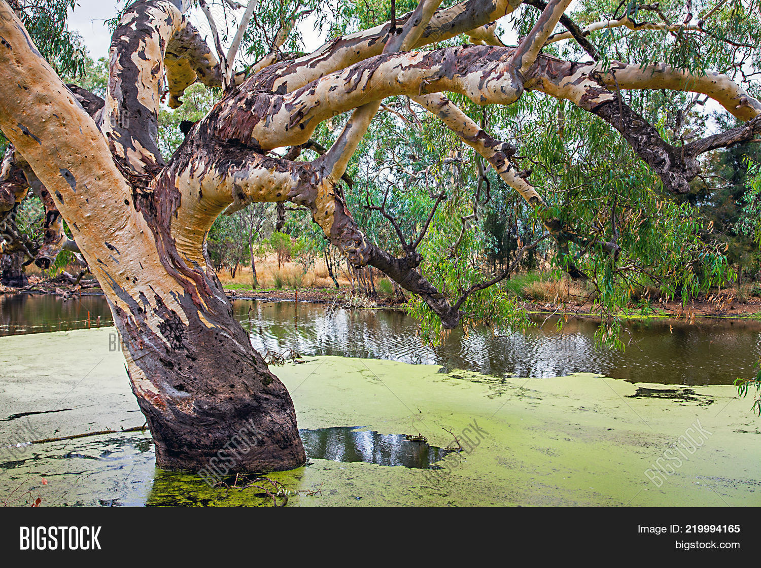 Argonauts Park Trangie Image & Photo (Free Trial) | Bigstock