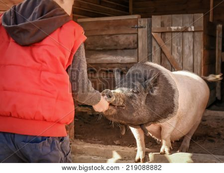 Little Boy Pig Petting Image & Photo (Free Trial) | Bigstock
